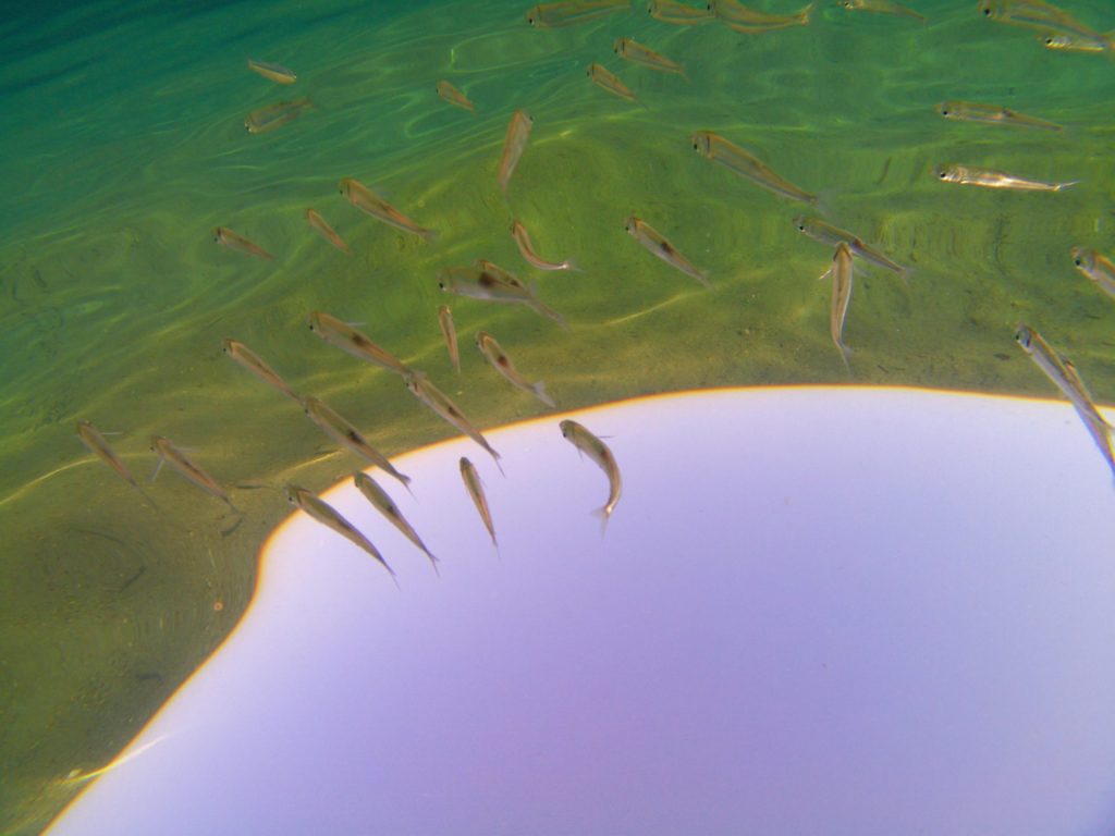 Gavros – Der kleine Fisch mit großer Bedeutung: Die Europäische ...