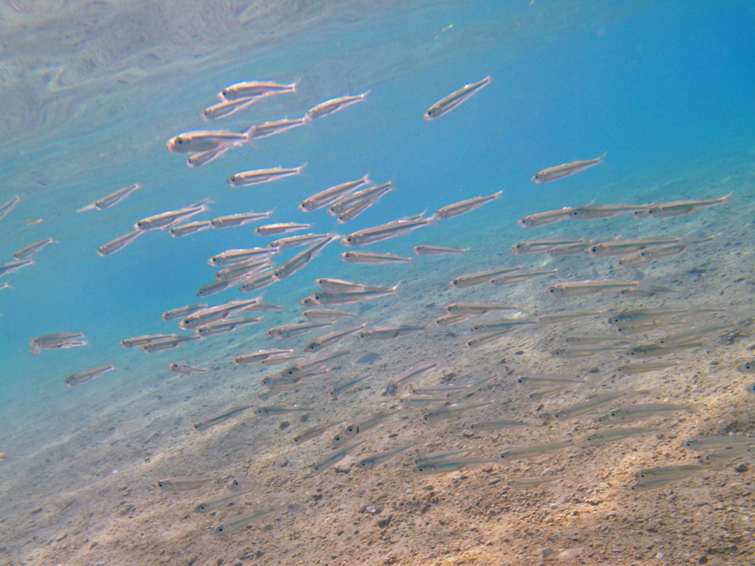 Gavros – Der kleine Fisch mit großer Bedeutung: Die Europäische ...